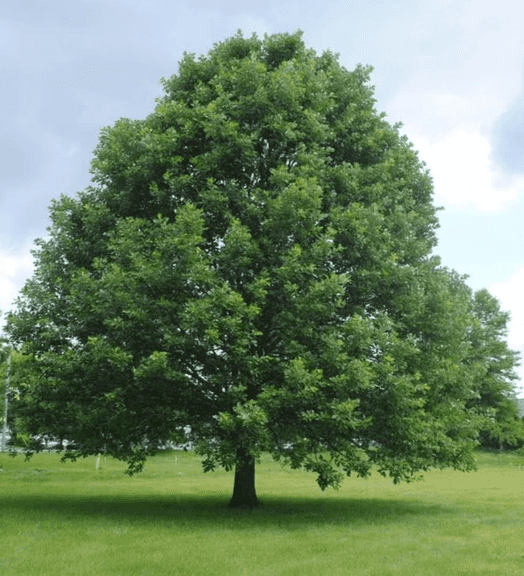 NOW IN PROGRESS: On-Site Tree Auction At Elsenpeter Auctions ...