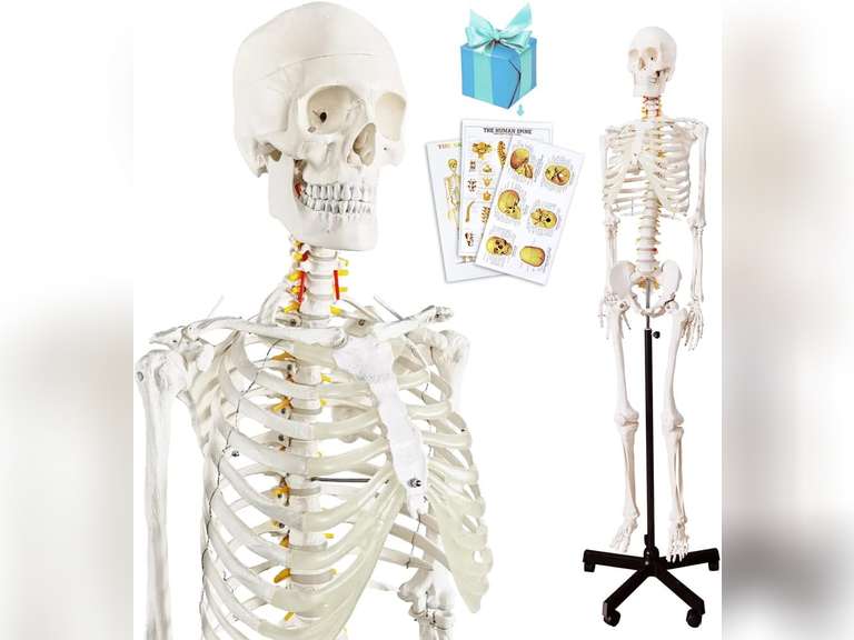Medical Anatomical Human Skeleton Model, Life Size Medical Human ...