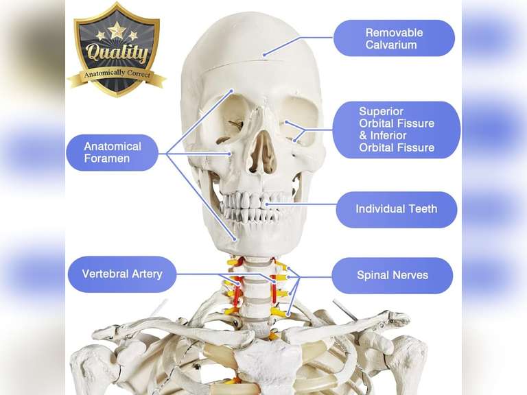 Medical Anatomical Human Skeleton Model, Life Size Medical Human ...