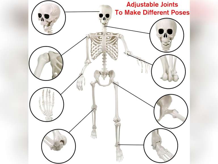 5.4Ft Halloween Life Size Skeleton Decoration, Posable Full Body Giant ...