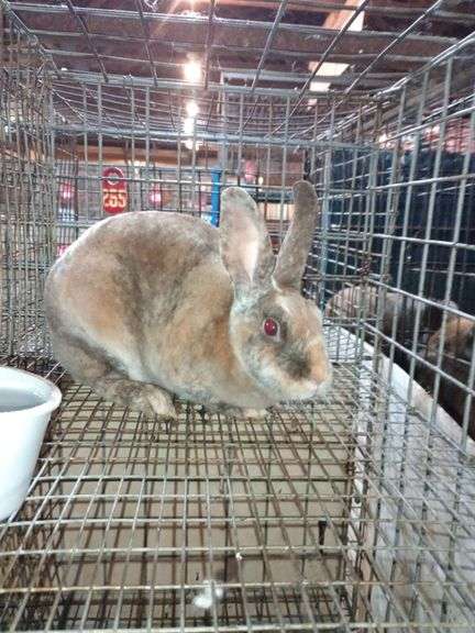 Mini Rex Doe w/ Pedigree - Rogers Community Auction Inc.