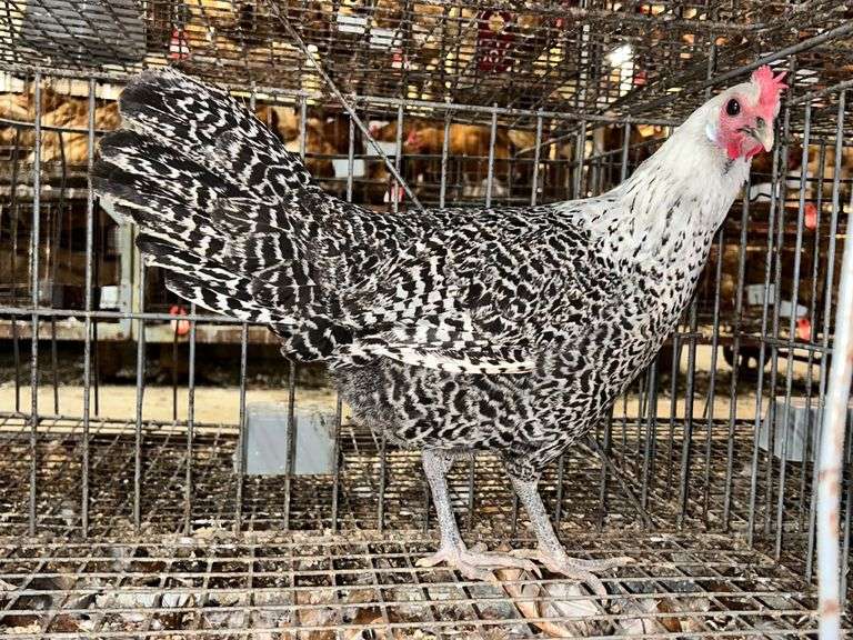 Death Layer Hen - 11 Months Old - Rogers Community Auction Inc.