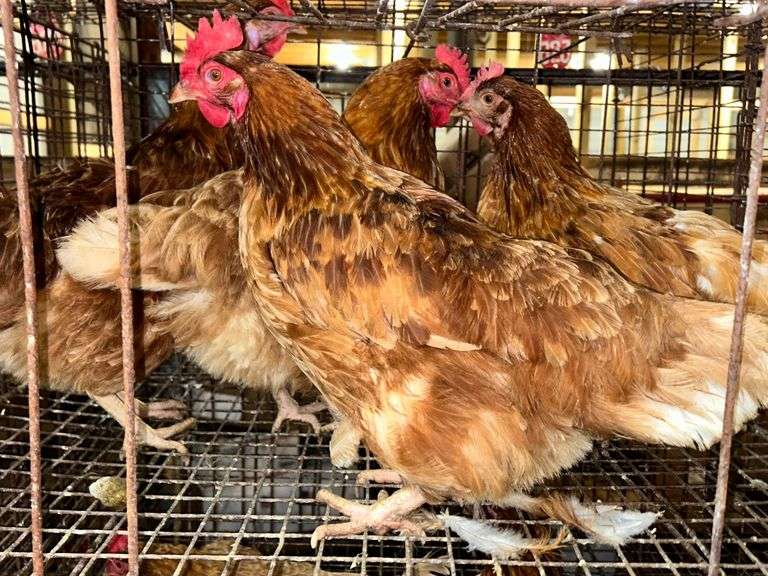4 Red Laying Hens - 1 Year Old - Rogers Community Auction Inc.