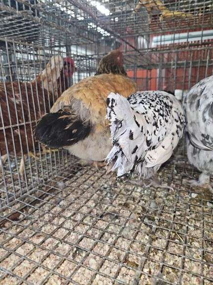 3 Laying Hens - Buff Brahma, Appenzler, Polish, Spotted Cochin - Rogers ...