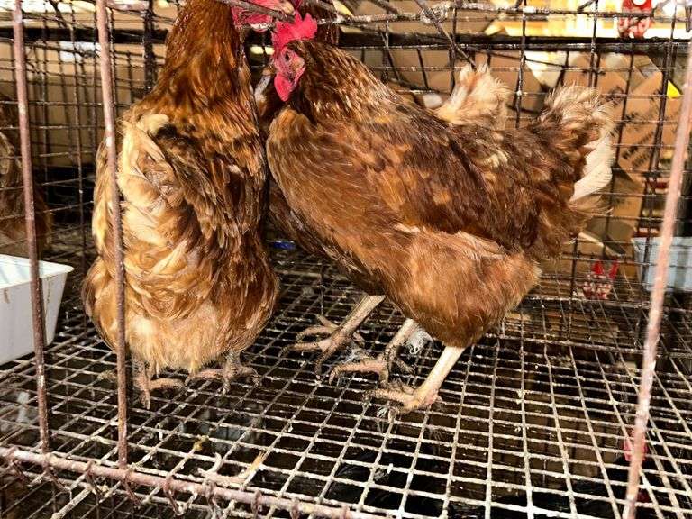 3 Red Laying Hens - 1 Year Old - Rogers Community Auction Inc.