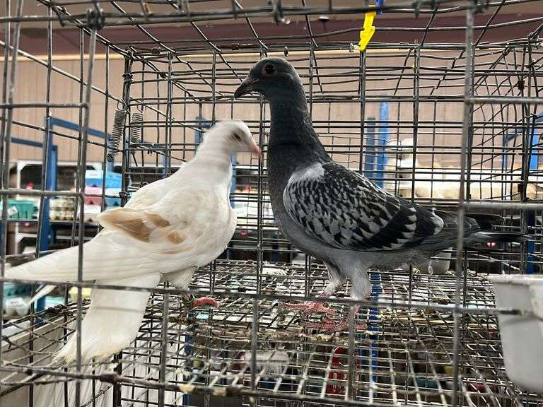 2 Homer Pigeons - Black Check Racing & Creambar - Rogers Community ...
