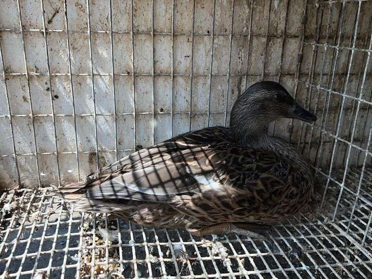Hen Call Duck - Laying - Rogers Community Auction Inc.
