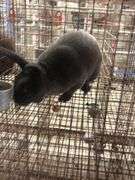 Mini Rex Buck - Rogers Community Auction Inc.