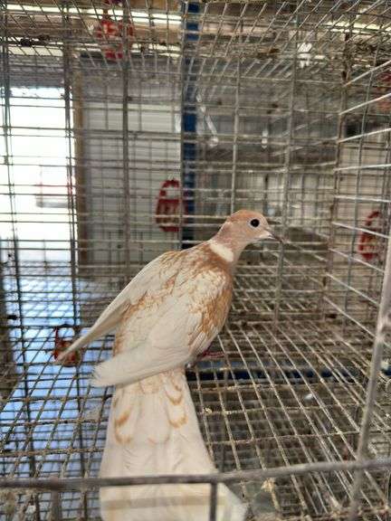 Hen Dove - Rogers Community Auction Inc.