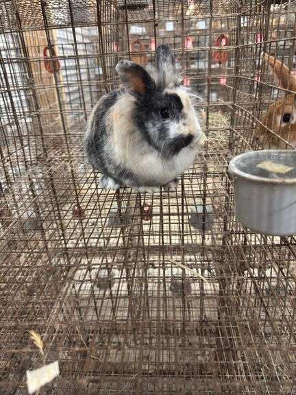 Proven Lionhead Doe - Rogers Community Auction Inc.