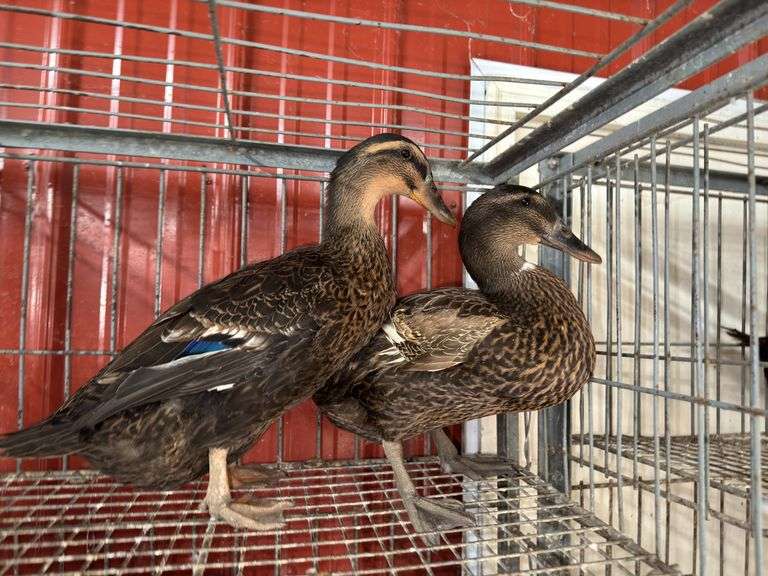 2 Rouen Hens - Rogers Community Auction Inc.