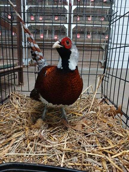 Chinese Elliott Pheasant - Rogers Community Auction Inc.