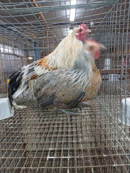 Pair Bantams - Rogers Community Auction Inc.