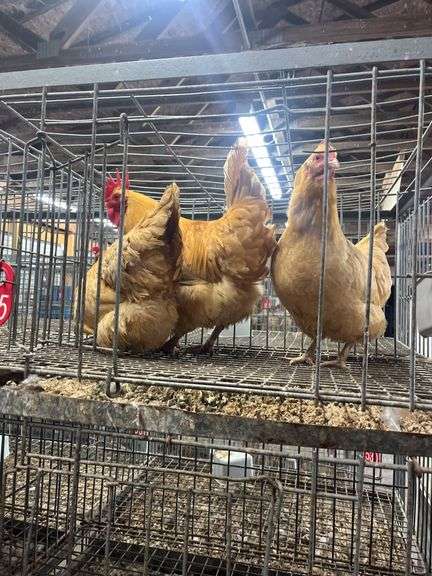 Trio Chickens - Rogers Community Auction Inc.
