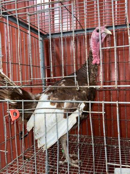 Bourbon Red Jake Turkey - 10 Mon Old - Rogers Community Auction Inc.