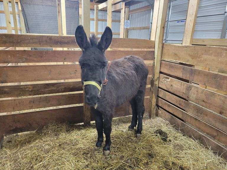 Jack Donkey - 11 Months Old - Friendly "Jack" *See Description - Rogers ...