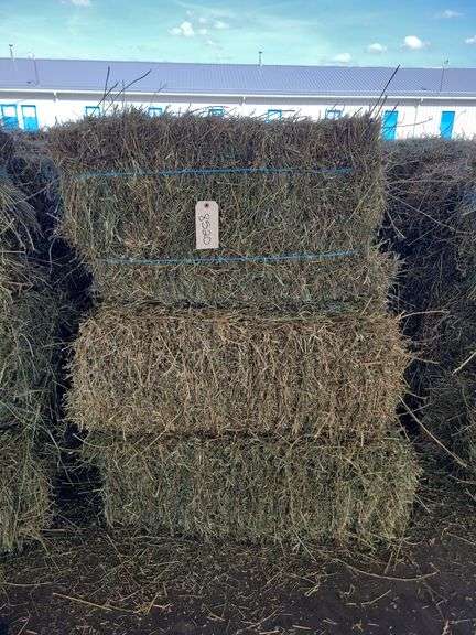 15 3rd Alfalfa Timothy Orchard Grass Mix - Rogers Community Auction Inc.