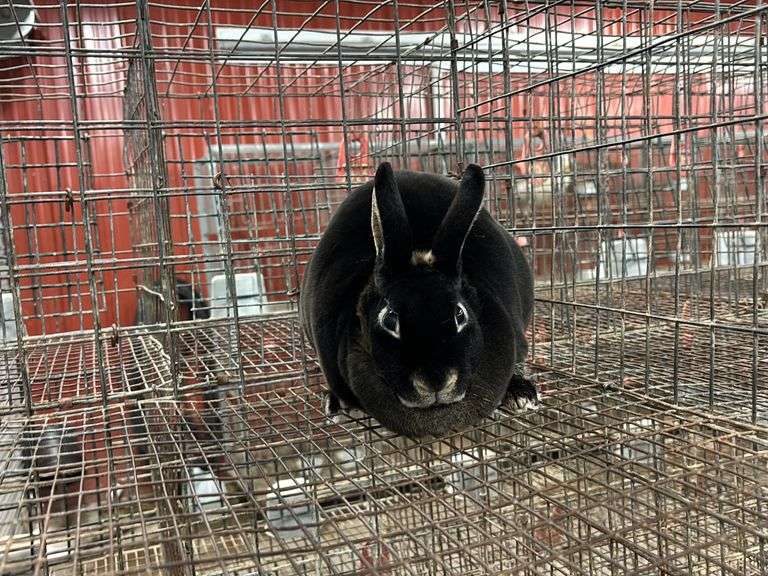 Black Otter Mini Rex Doe w/ Pedigree - Rogers Community Auction Inc.