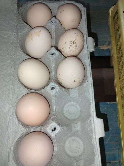 7 Fertile Large Fowl Cochin Cross Eggs - Rogers Community Auction Inc.
