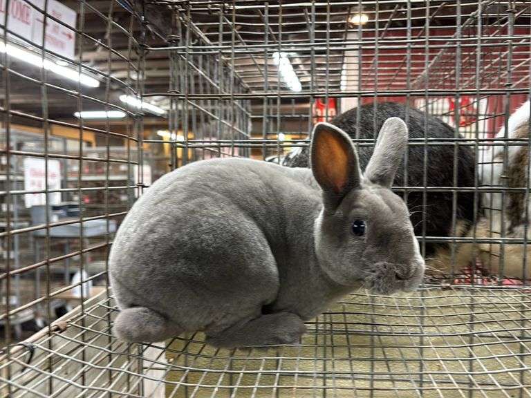 Lilac Mini Rex Buck - 3 Months Old - Deformed Front Foot - Very Tame ...