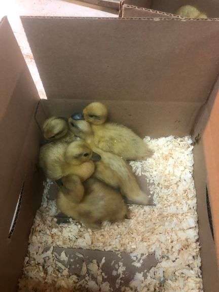 5 Pastel Call Ducklings - 10 Days Old - From Show Stock - Rogers ...