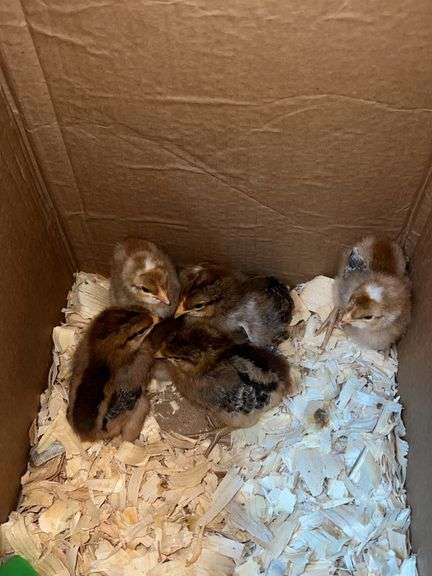 6 Bielefelder Chicks - Rogers Community Auction Inc.