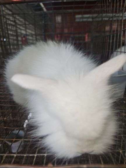 Lionhead BEW White Jr Doe - Rogers Community Auction Inc.