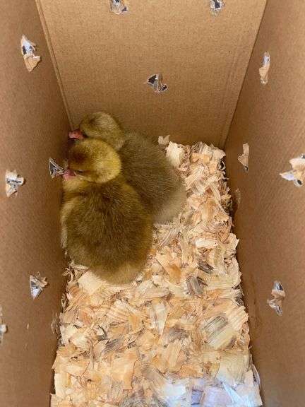 2 Pomeranian Purebred Goslings - 1 Week Old - Rogers Community Auction Inc.