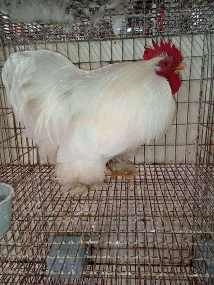 White Cochin Cockeral - Rogers Community Auction Inc.