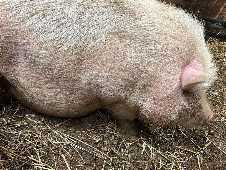 White Female Pot Belly Pig "Pepa" 6 1/2 Months Old - Rogers Community ...