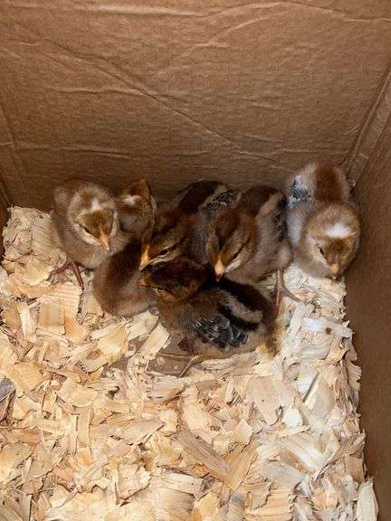 6 Bielefelder Chicks - Rogers Community Auction Inc.