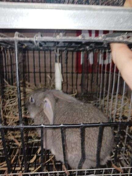 Blue English Lop Bunny - 8 1/2 Weeks Old - Rogers Community Auction Inc.