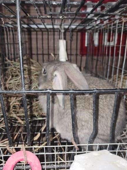 Blue English Lop Bunny - 8 1/2 Weeks Old - Rogers Community Auction Inc.