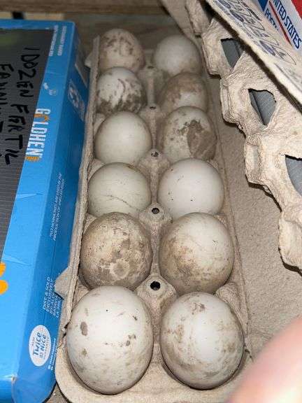 1 Doz Fertile Fawn & White Indian Runner Duck Eggs - Rogers Community ...