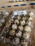 2 Doz Fertile German Pastel Quail Eggs - Rogers Community Auction Inc.