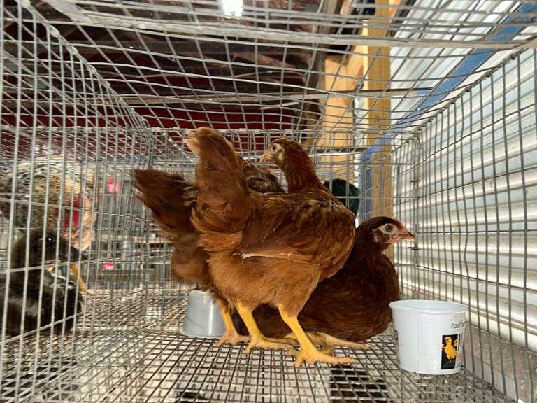 3 Golden Comet Pullets - Rogers Community Auction Inc.