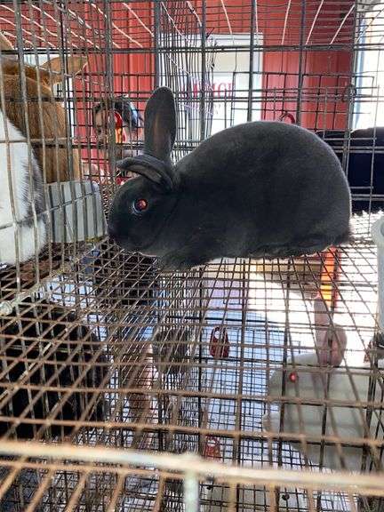 Blue Mini Rex Buck - 8 Wks Old - Rogers Community Auction Inc.