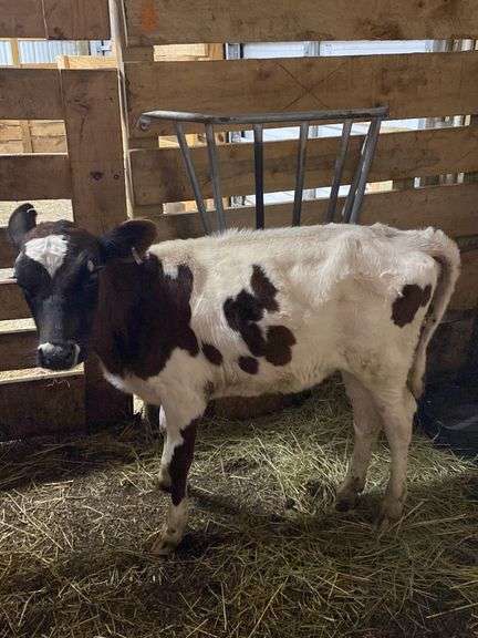 Dairy Heifer - Approx 2 Mos Old - Weaned - Rogers Community Auction Inc.