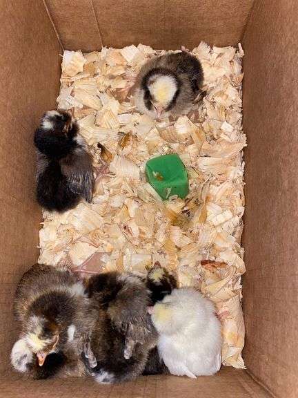 7 Assorted Polish Chicks - Rogers Community Auction Inc.