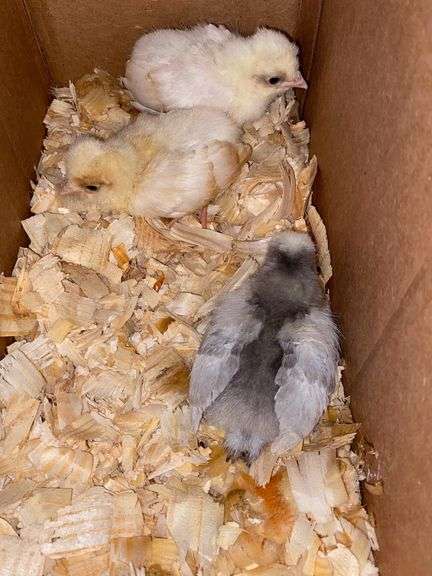 3 White Polish Chicks - Rogers Community Auction Inc.