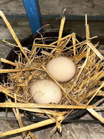 2 Fertile Indian Blue & Pied Peafowl Eggs - Rogers Community Auction Inc.