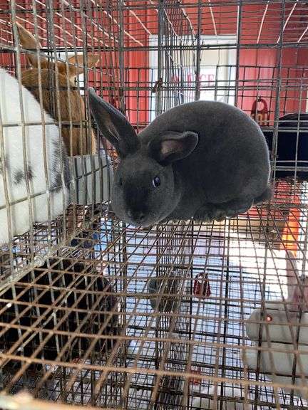 Blue Mini Rex Buck - 8 Wks Old - Rogers Community Auction Inc.