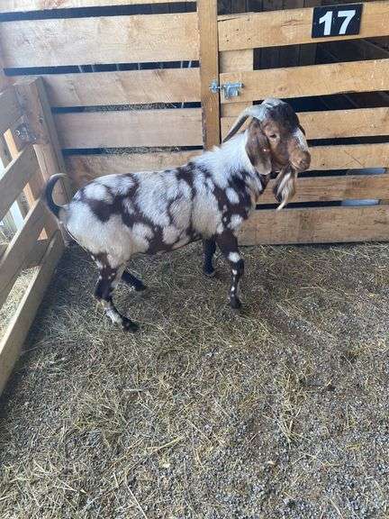 Brown Dappled Boer Billy - Rogers Community Auction Inc.