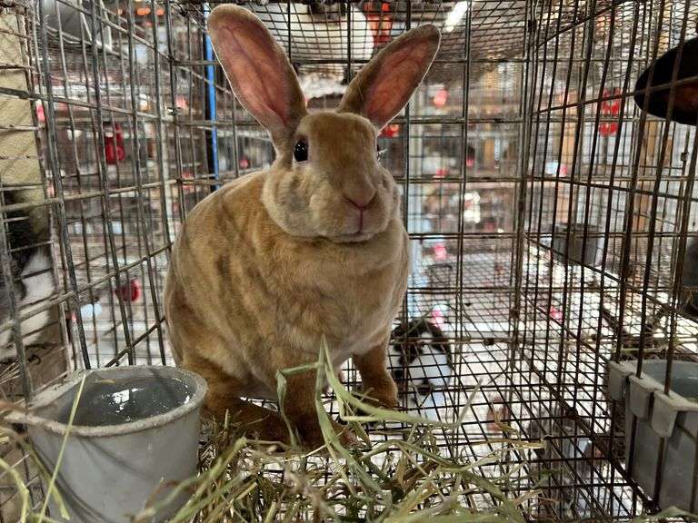 Mini Rex Doe - Rogers Community Auction Inc.