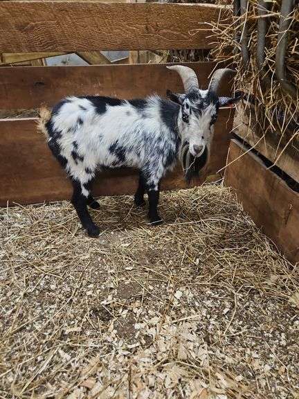 Black & White Blue Eyed Nigerian Dwarf Billy - Rogers Community Auction ...