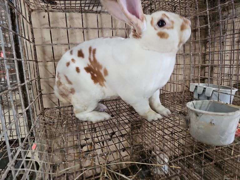 Standard Broken Rex Buck - Very Tame & Sweet - Rogers Community Auction ...