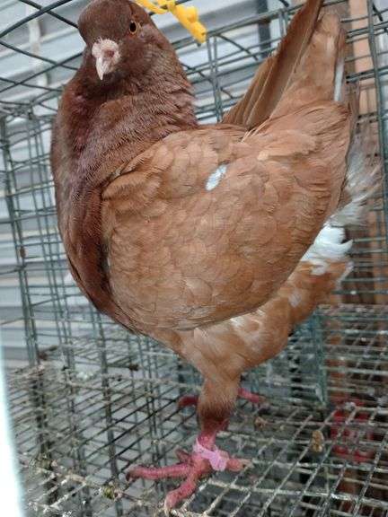 Male Modena Pigeon - Rogers Community Auction Inc.