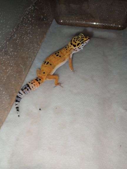 Tangerine Bumble Bee Leopard Gecko - Rogers Community Auction Inc.