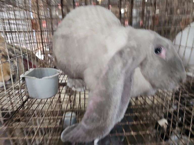 Sable Point Lop Doe - Rogers Community Auction Inc.