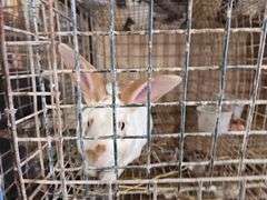 Standard Broken Rex Buck - Very Tame & Sweet - Rogers Community Auction ...